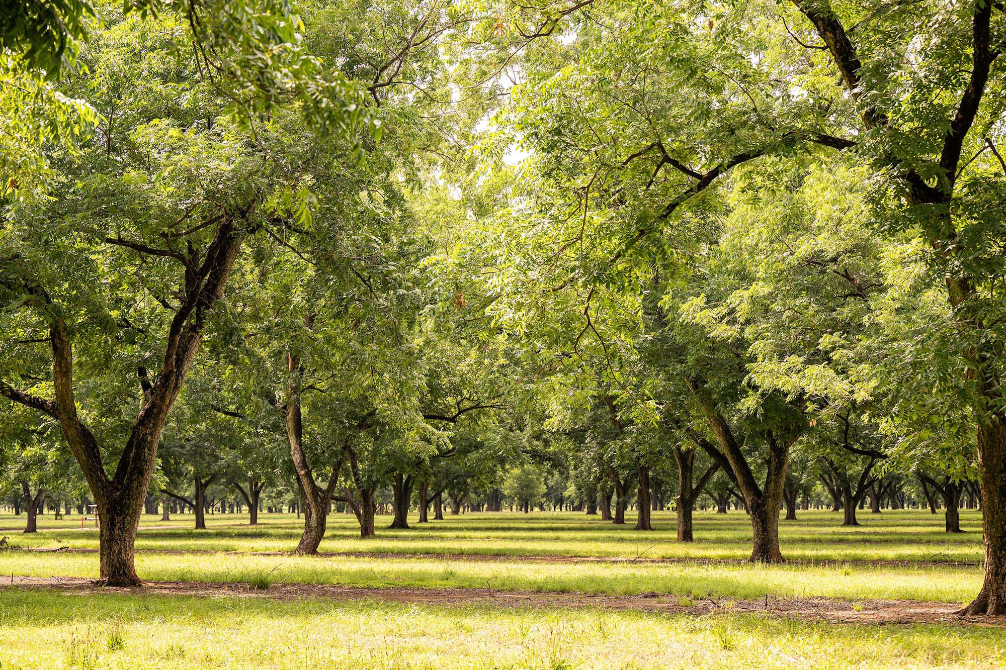 Life and Times in a Pecan Orchard - Better Halves Pecans