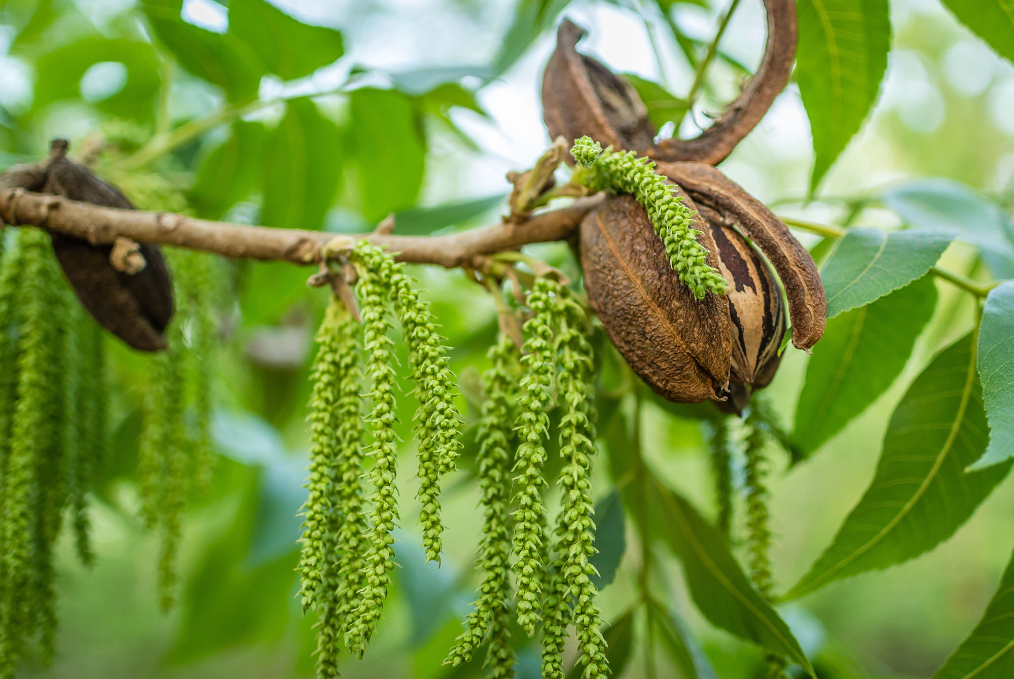 Life and Times in a Pecan Orchard - Better Halves Pecans