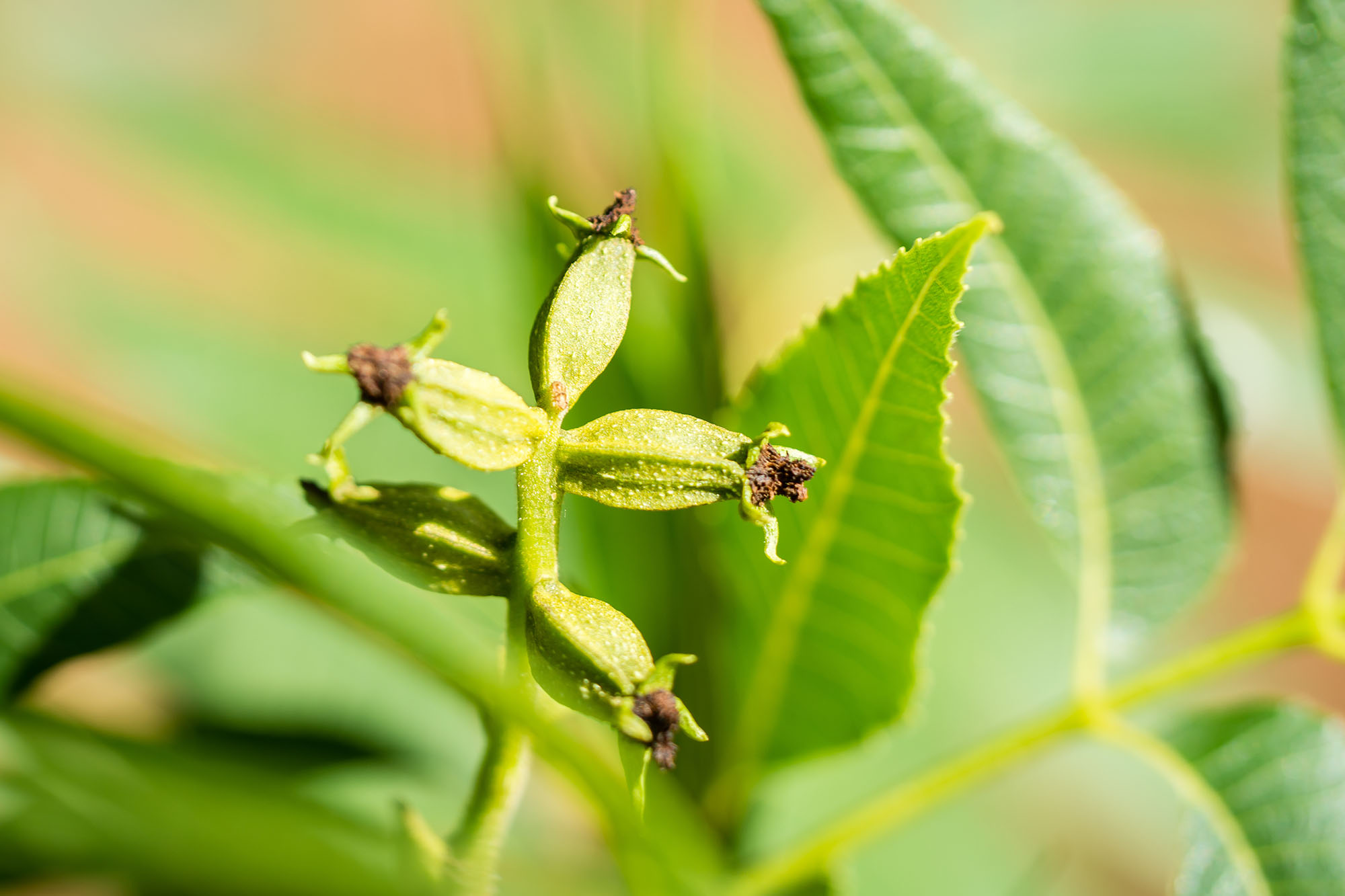 Life and Times in a Pecan Orchard - Better Halves Pecans