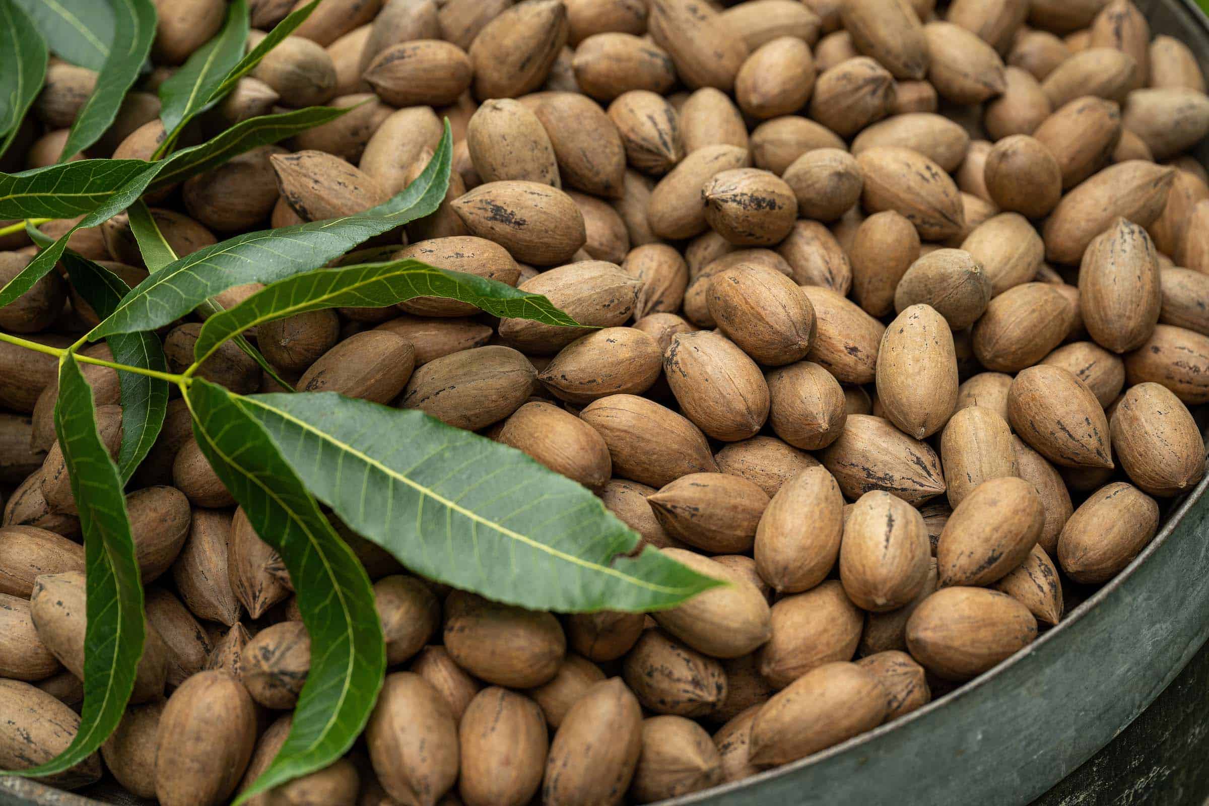 How to Keep Pecans Fresh –The Better Halves Way - Better Halves Pecans